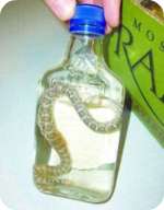 Rattle Snake Vodka - Drink of the Week